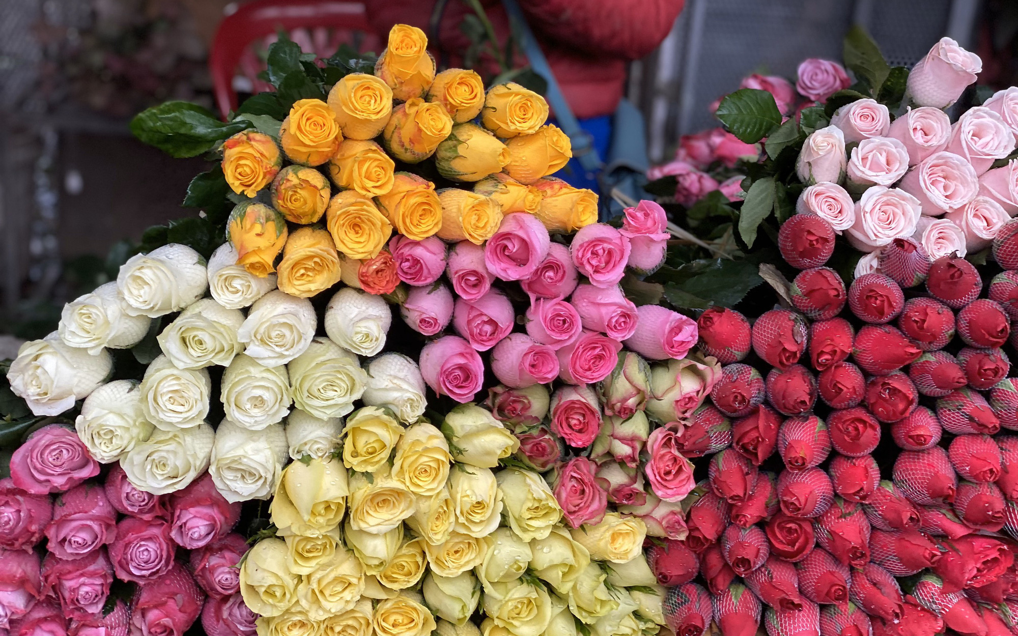 Hoa hồng Đà Lạt giá bao nhiêu? - Hoa Tuoi Da Lat - Hoa Da Lat Gia Si